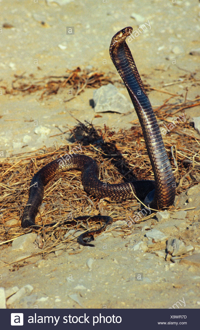 Naja Haje High Resolution Stock Photography and Images - Alamy