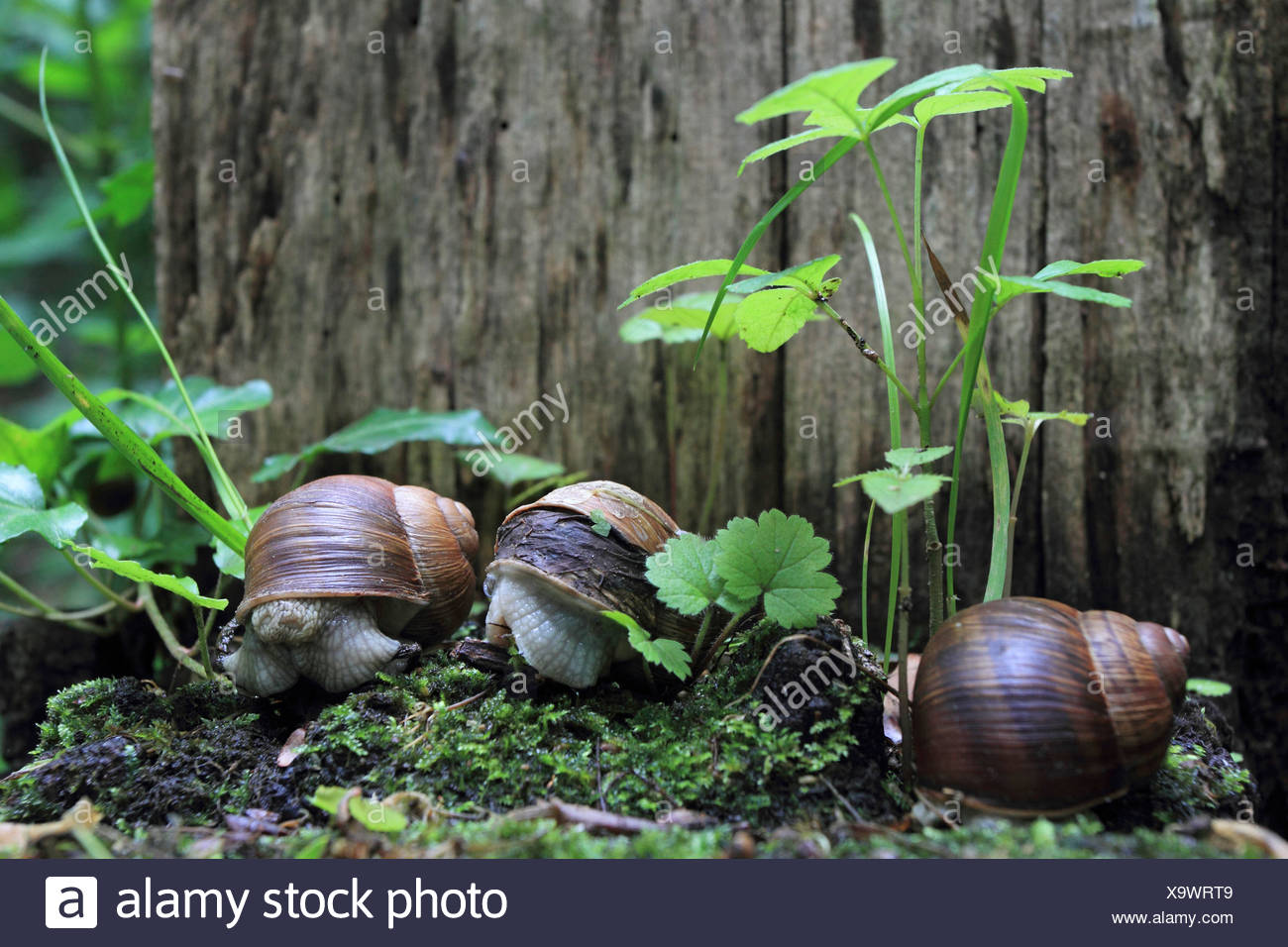Escargot Snail High Resolution Stock Photography and Images - Alamy
