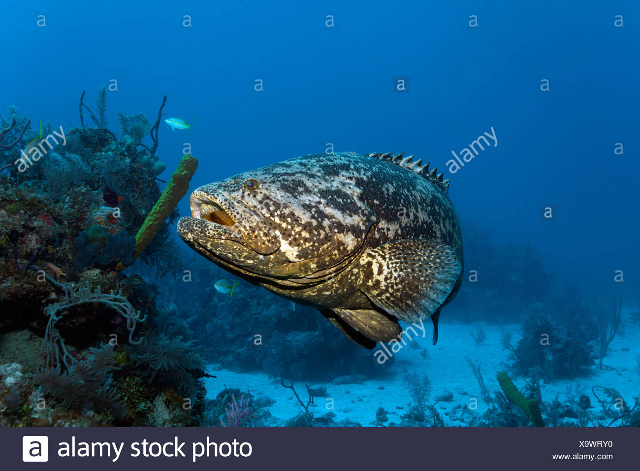 Goliath Grouper Epinephelus Itajara High Resolution Stock Photography ...
