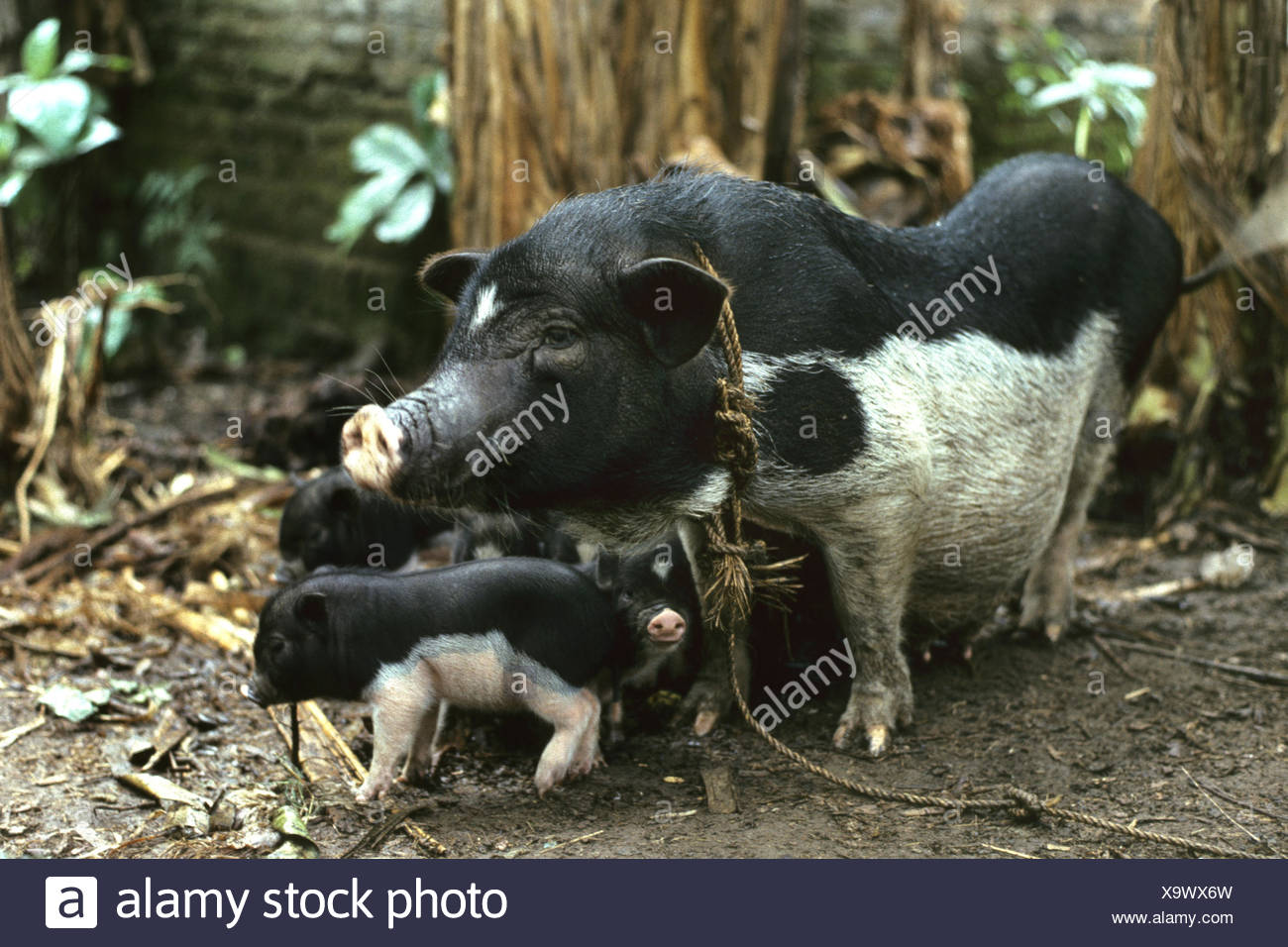 Pigs Tied Up High Resolution Stock Photography and Images - Alamy