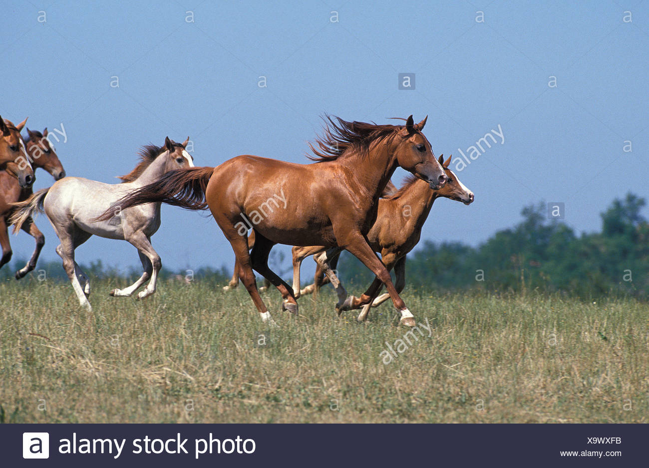 Anglo Arab Horses High Resolution Stock Photography and Images - Alamy