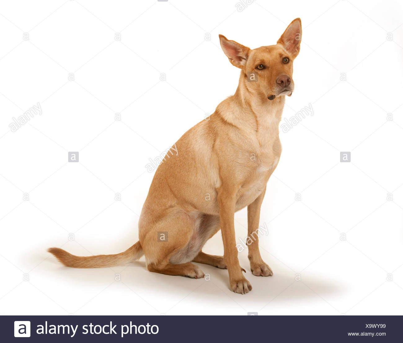 Australian Kelpie Dog High Resolution Stock Photography and Images - Alamy