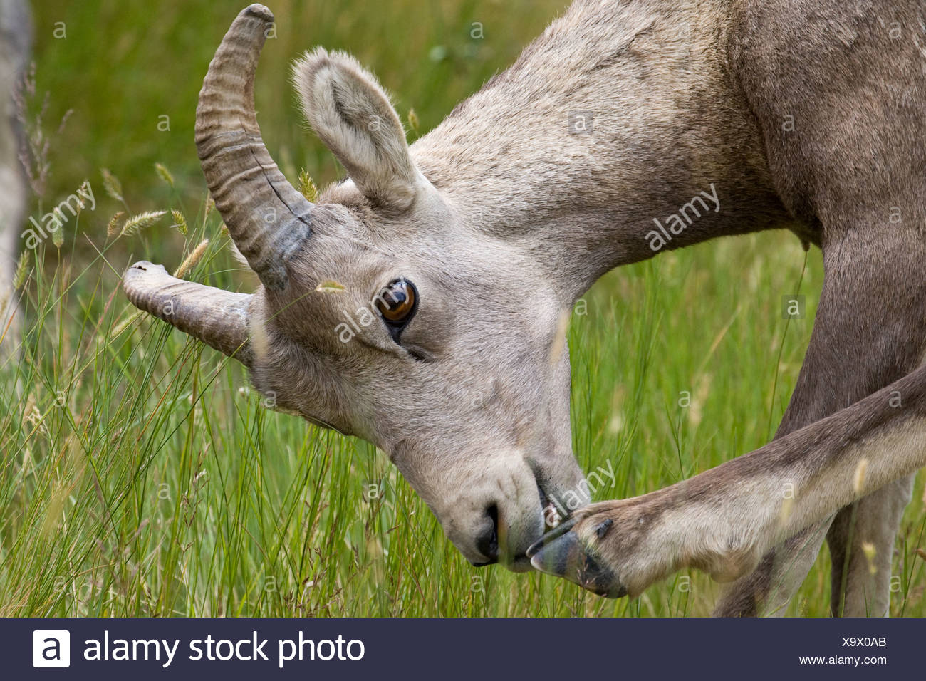 Sheep Hooves Stock Photos & Sheep Hooves Stock Images - Alamy