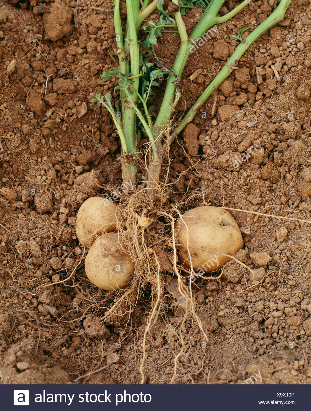 Irish Cobbler Potato High Resolution Stock Photography and Images - Alamy