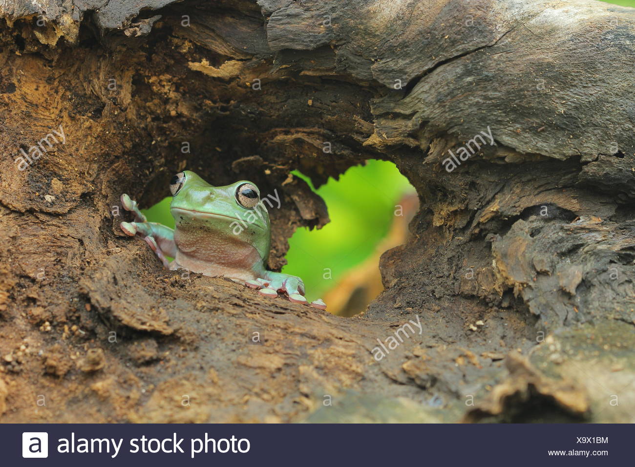 Tree Hole Frog High Resolution Stock Photography and Images - Alamy