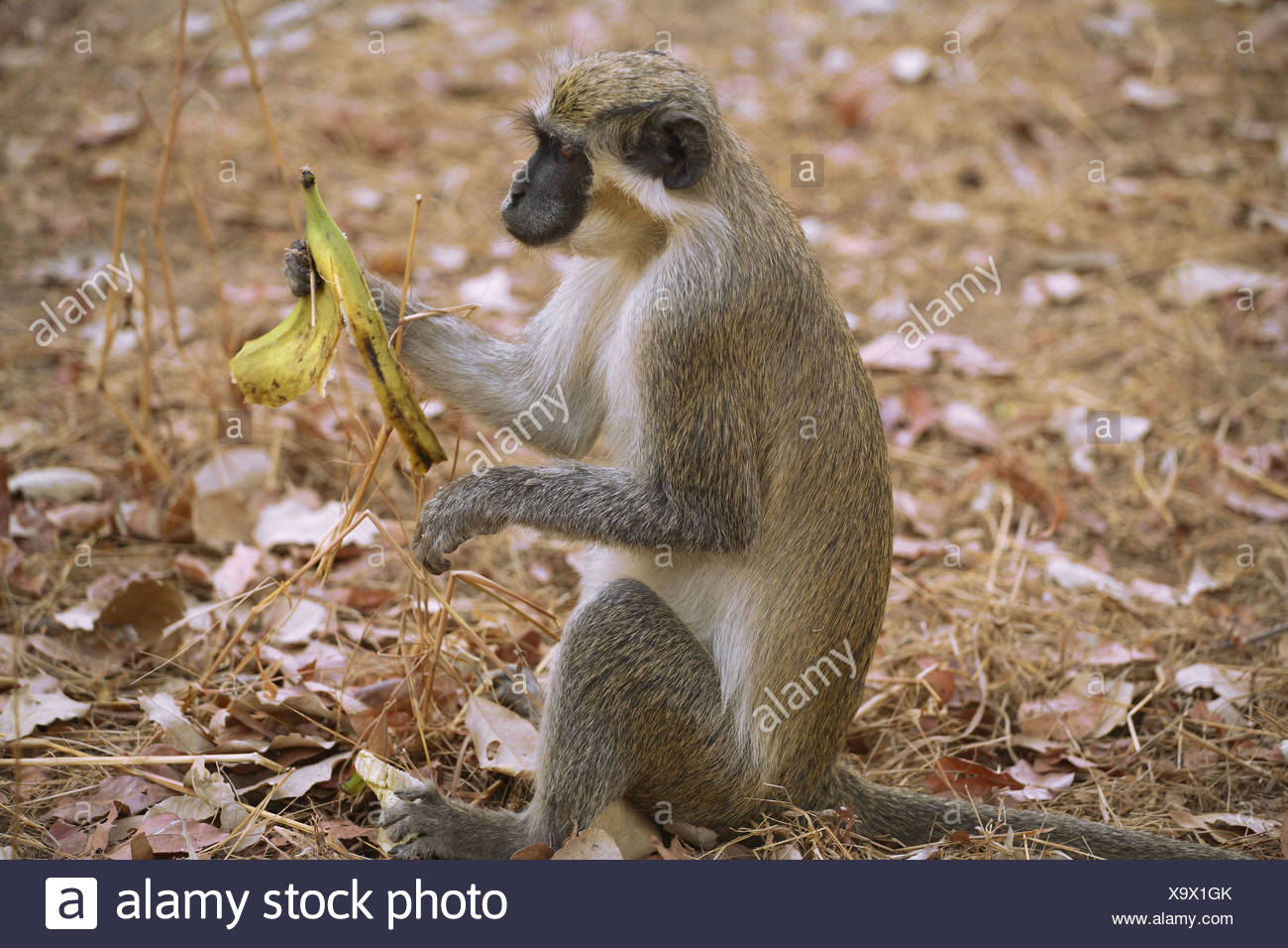 Niokolo Koba National Park Senegal Stock Photos & Niokolo Koba National ...