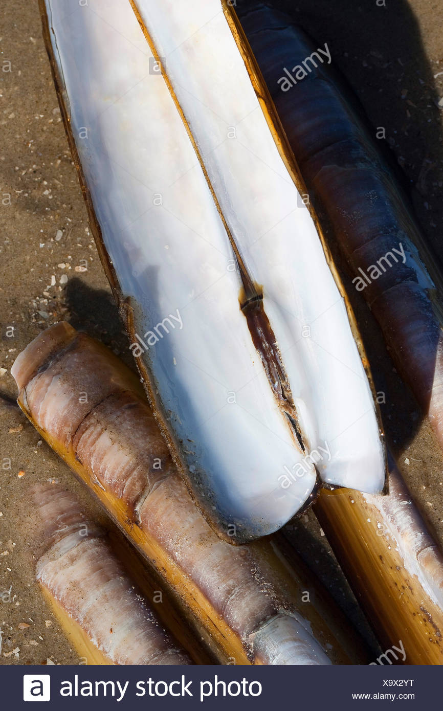 Atlantic Jackknife Stock Photos & Atlantic Jackknife Stock Images - Alamy