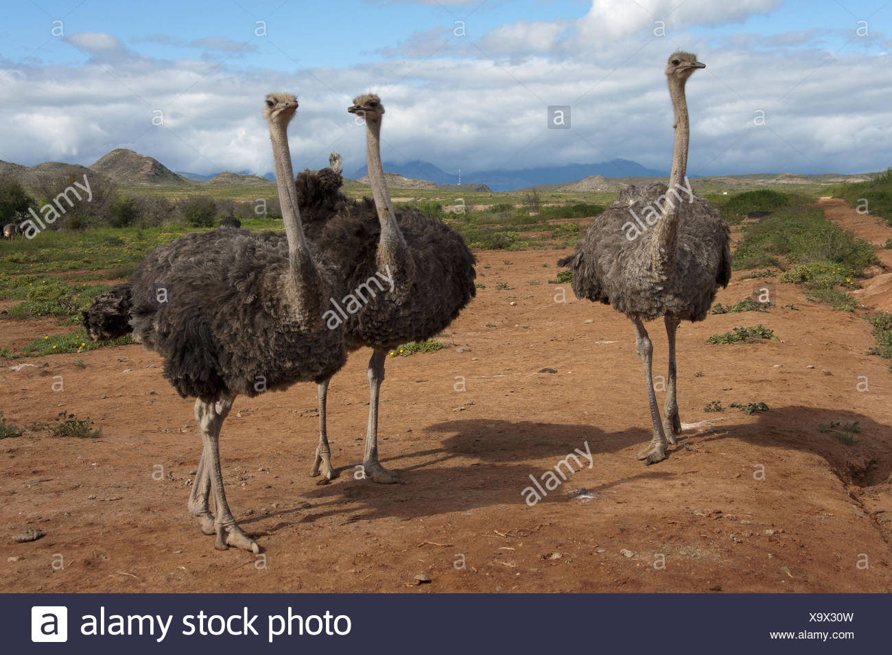 Shrub Savanna High Resolution Stock Photography and Images - Alamy