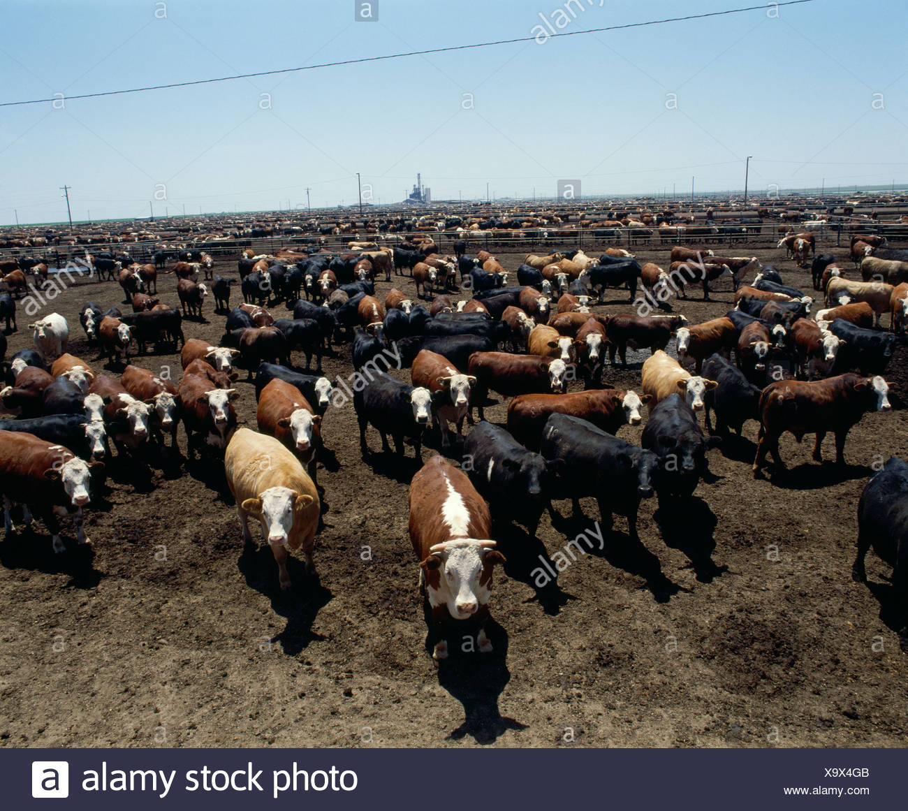 Cattle Feedlot Texas High Resolution Stock Photography and Images - Alamy