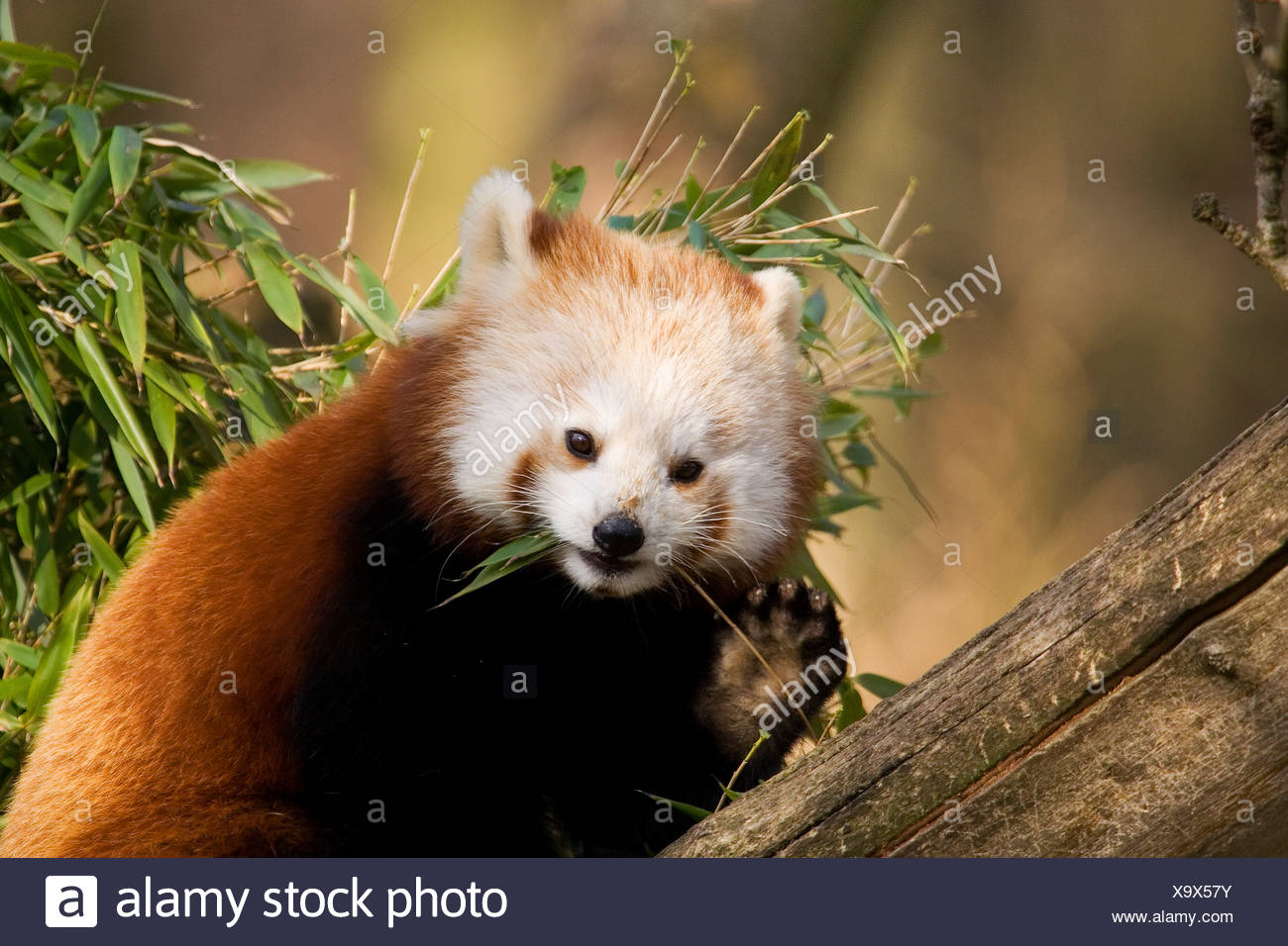 Red Panda Side View Stock Photos & Red Panda Side View Stock Images - Alamy