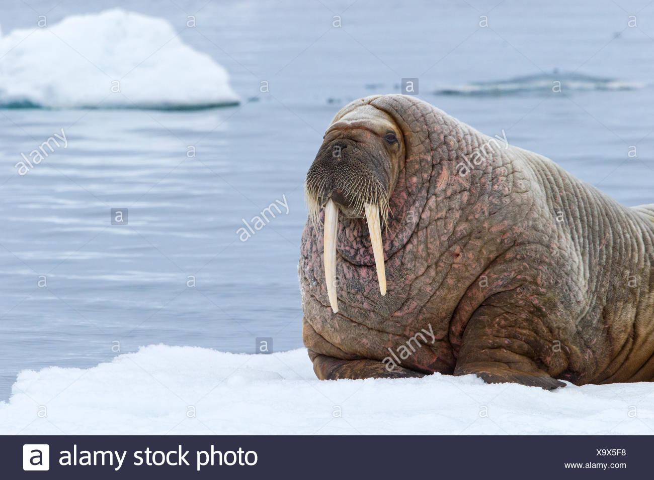 Arctic Walrus Stock Photos & Arctic Walrus Stock Images - Alamy