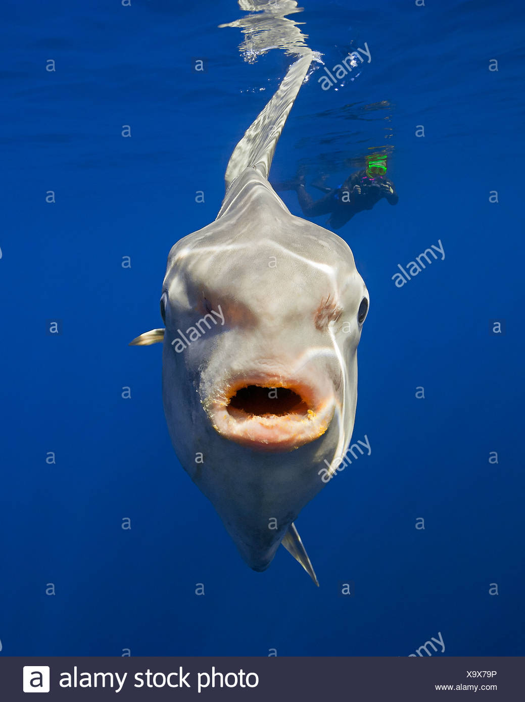 Sunfish Ocean Sunfish Mola Mola High Resolution Stock Photography and ...
