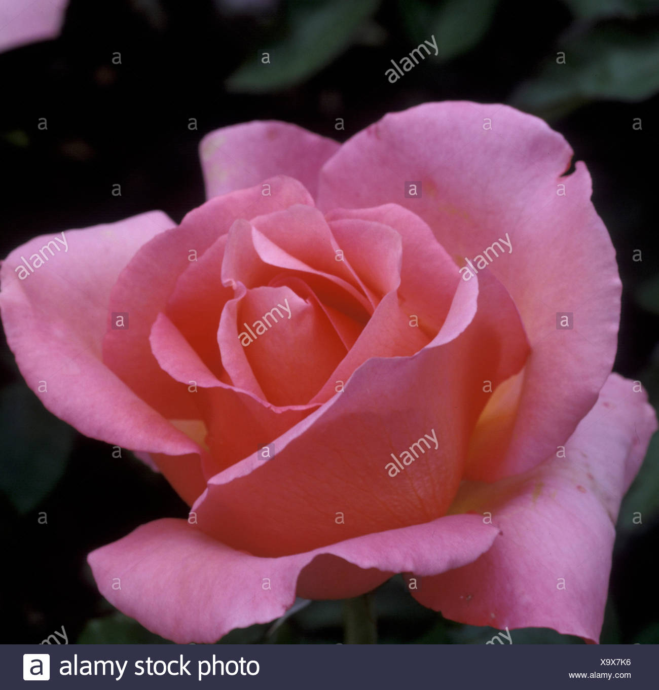 Rosa Lovely Lady High Resolution Stock Photography and Images - Alamy