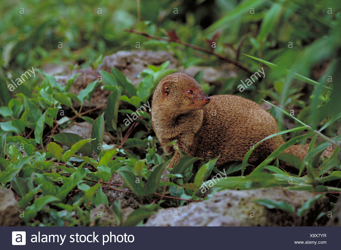 Mongoose Hawaii Stock Photos & Mongoose Hawaii Stock Images - Alamy