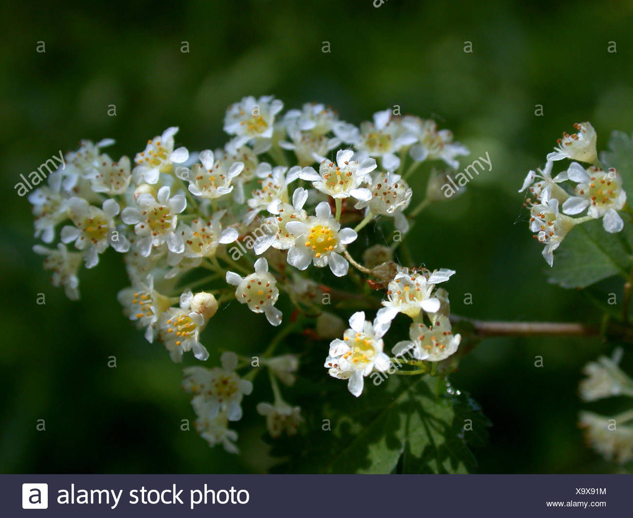 Cutleaf High Resolution Stock Photography and Images - Alamy