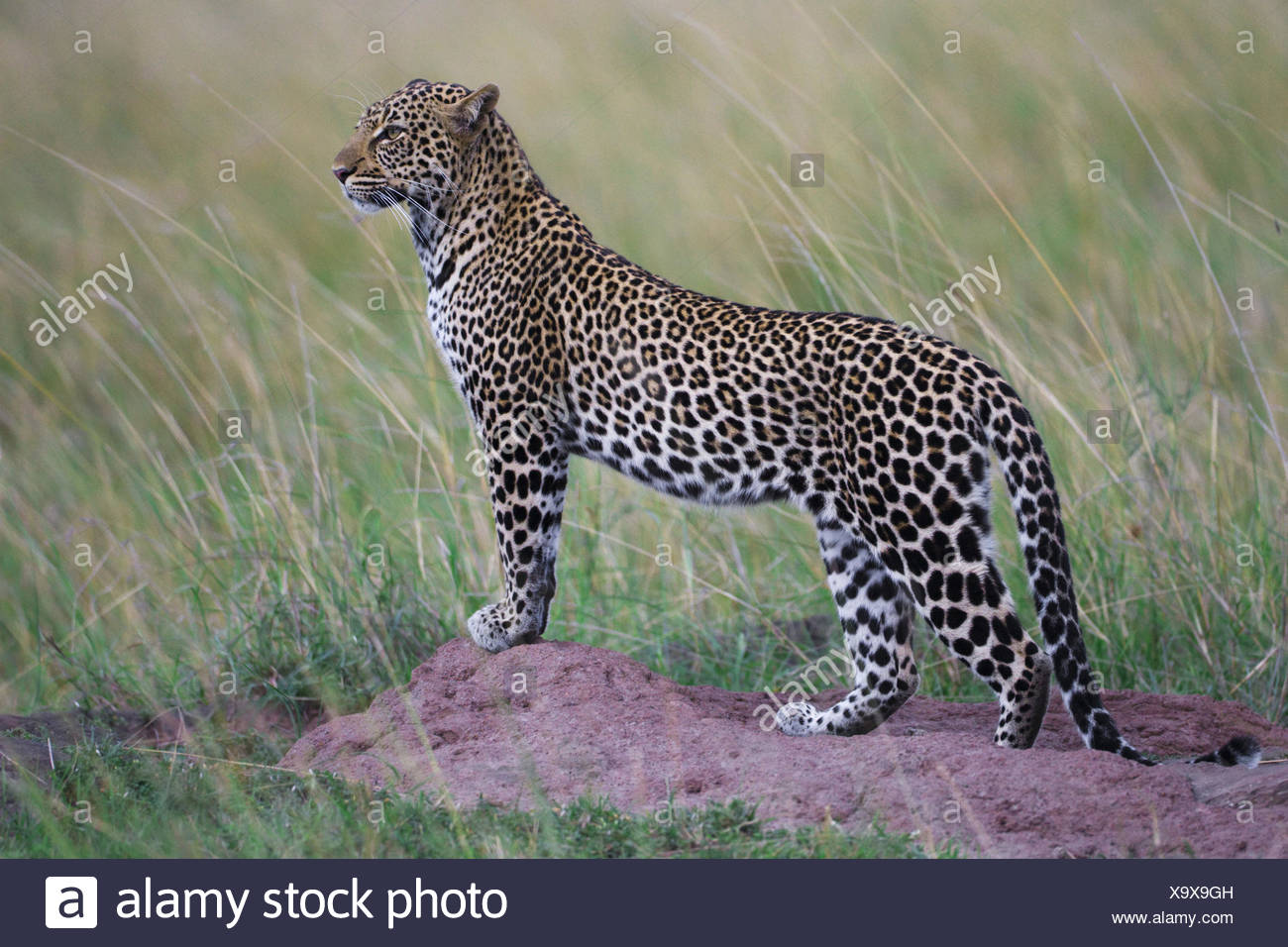 Leoparde Stock Photos & Leoparde Stock Images - Alamy