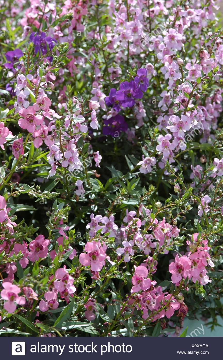Angelonia High Resolution Stock Photography and Images - Alamy