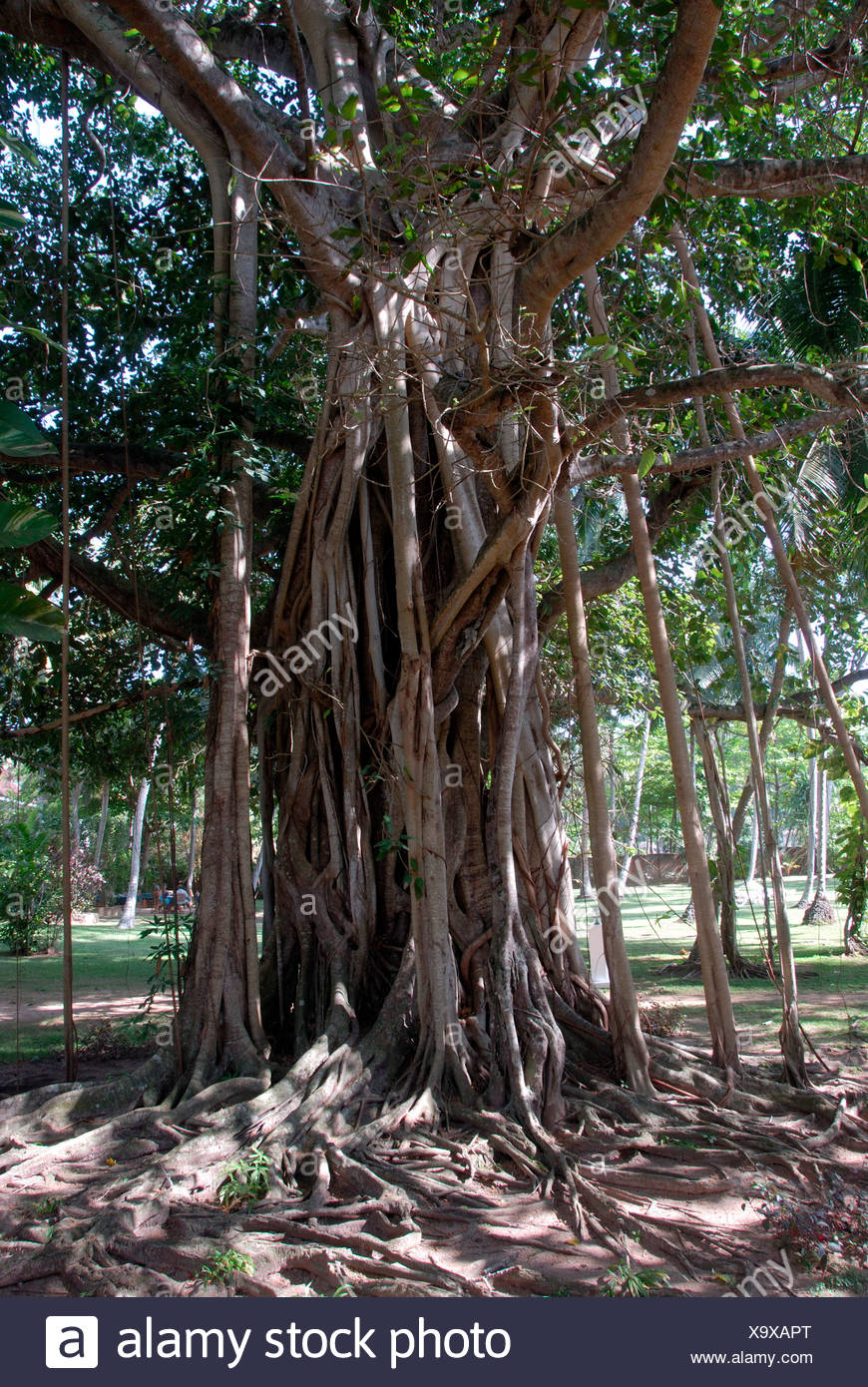 Indian Tree Root High Resolution Stock Photography and Images - Alamy