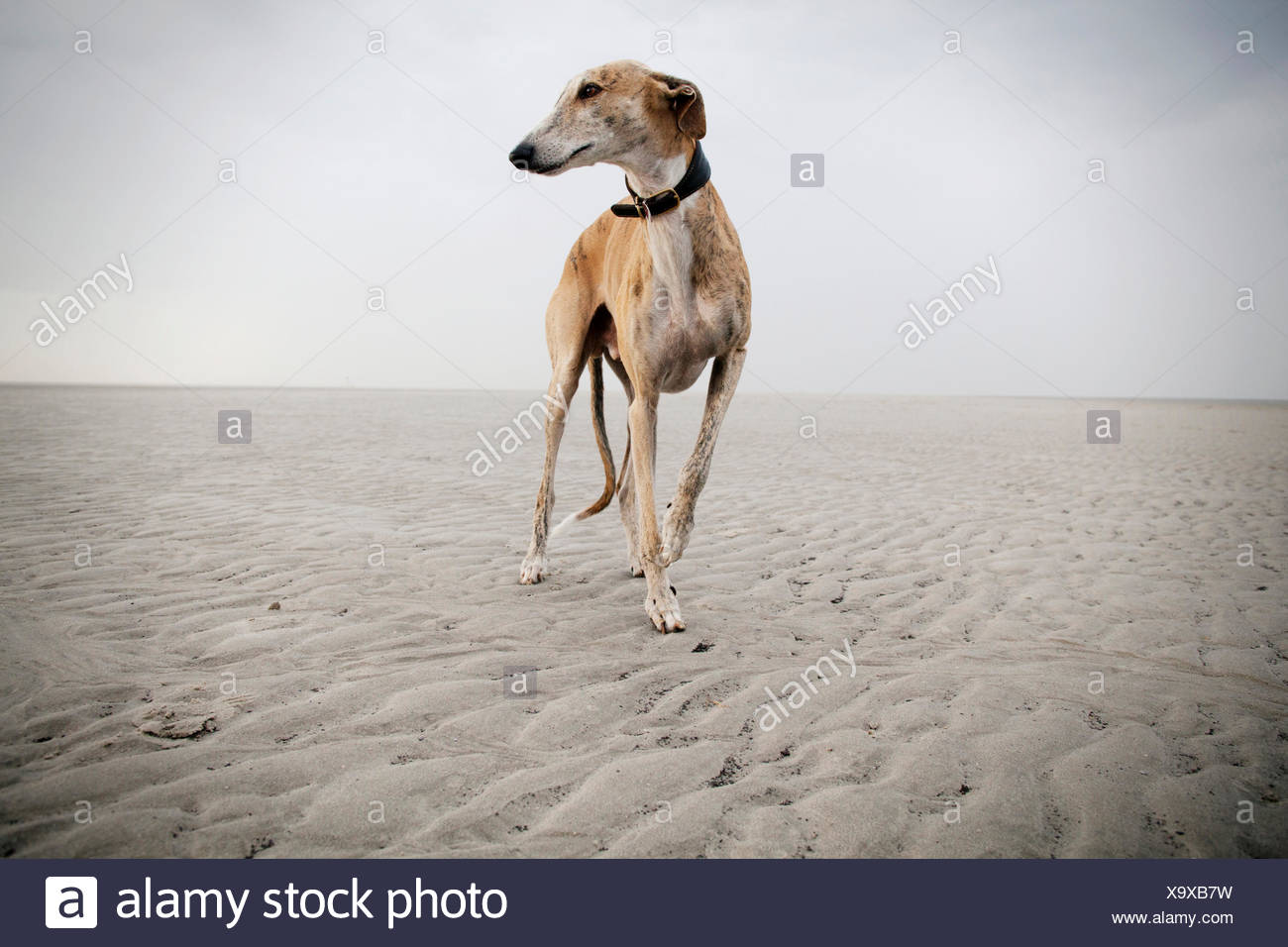 Brown Greyhound Stock Photos & Brown Greyhound Stock Images - Alamy