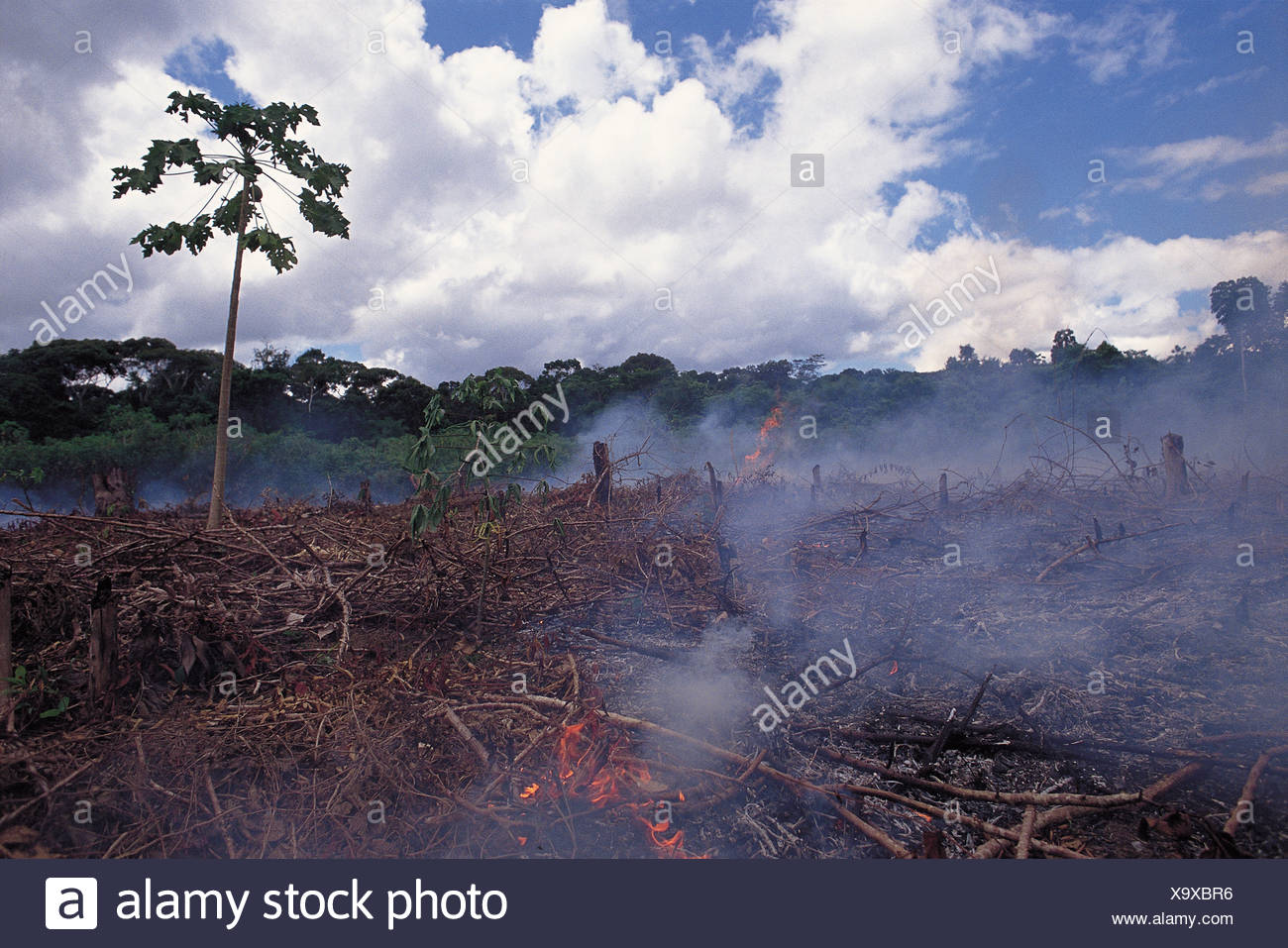 Amazon Rainforest Deforestation Cattle High Resolution Stock ...