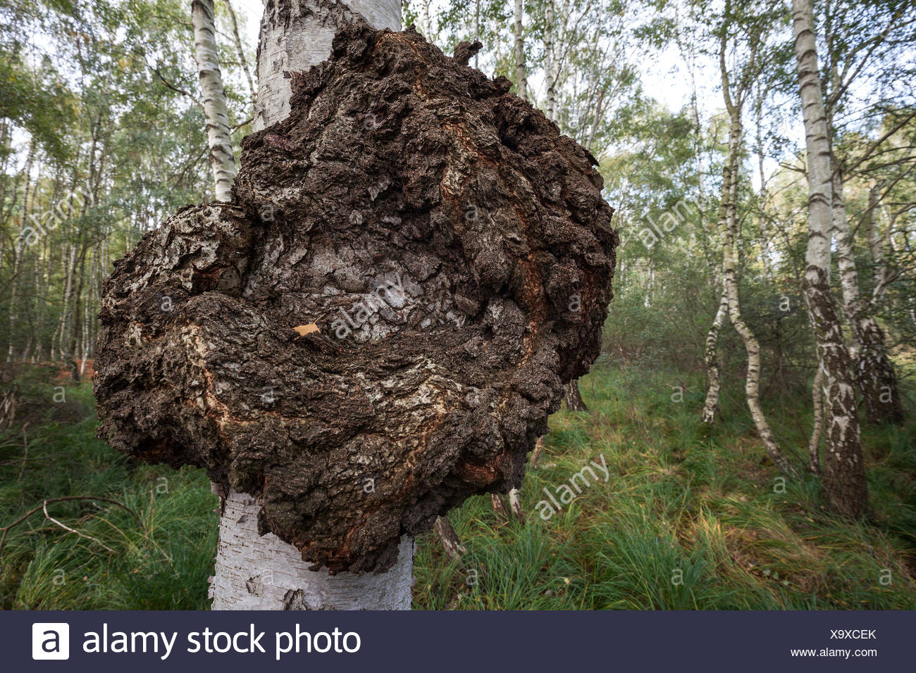 Tree Canker Stock Photos & Tree Canker Stock Images - Alamy