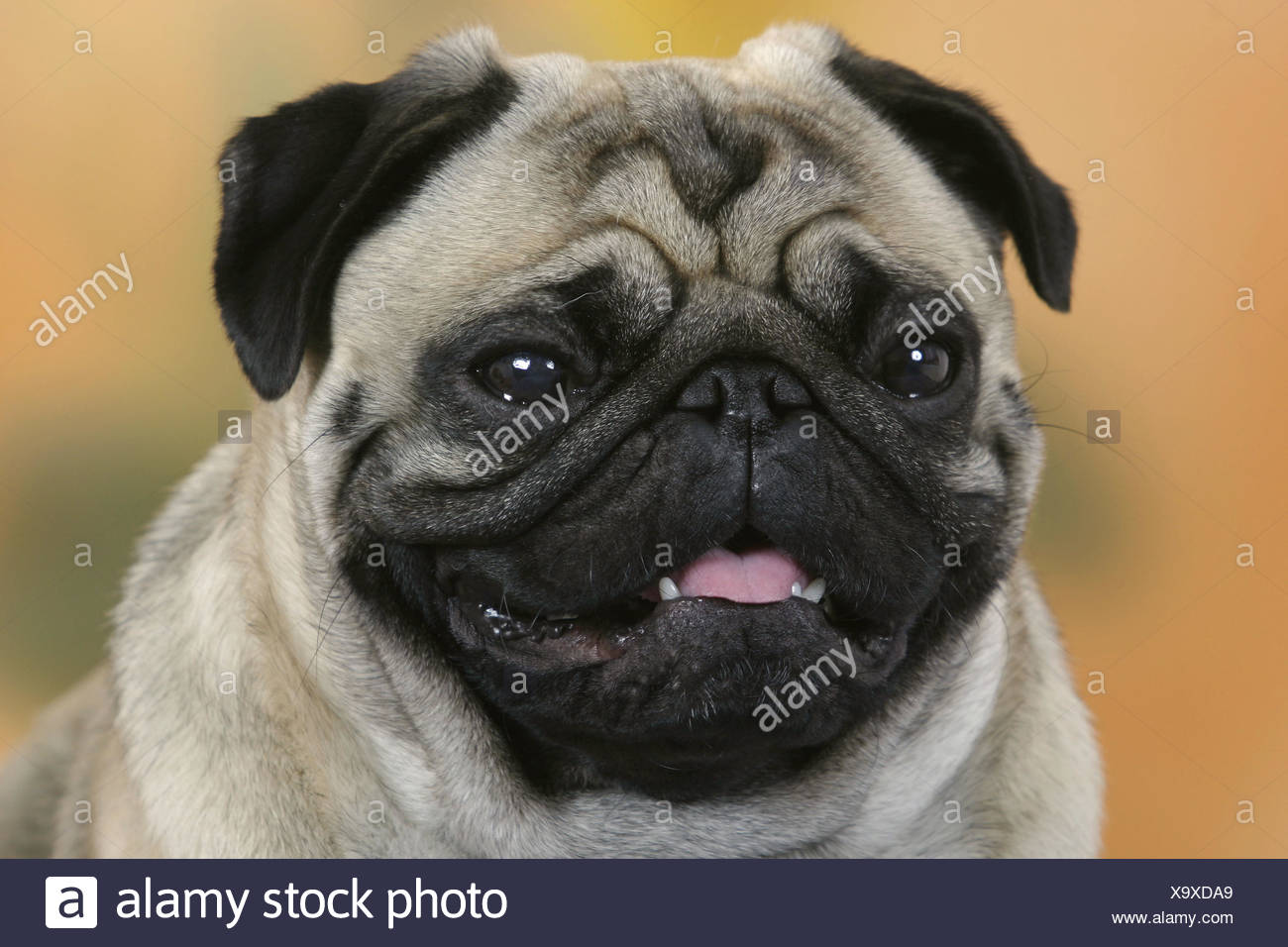 Ugly Pug Stock Photos & Ugly Pug Stock Images - Alamy