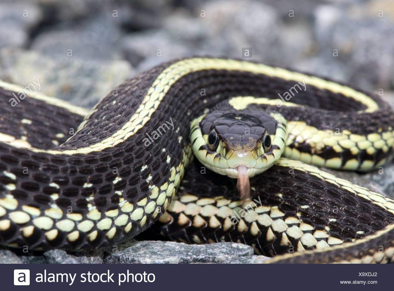 Canadian Snakes High Resolution Stock Photography and Images - Alamy