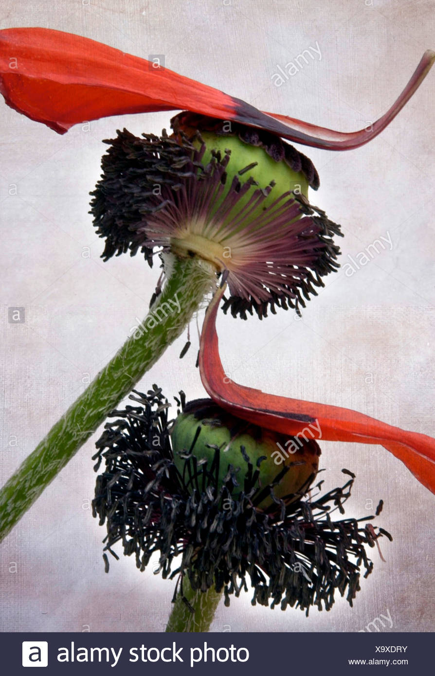 Flower Decay High Resolution Stock Photography and Images - Alamy