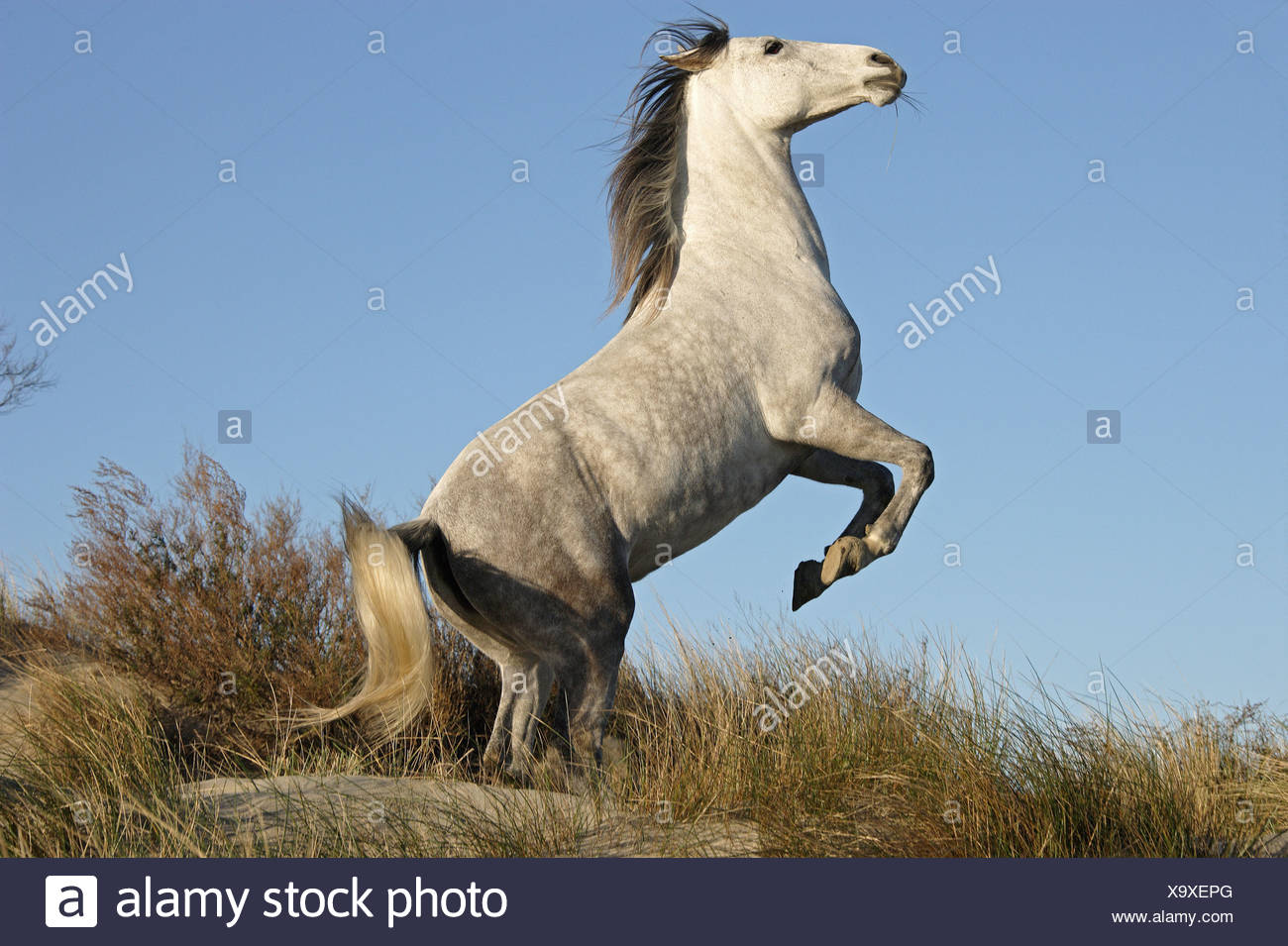 Rearing Horses Stock Photos & Rearing Horses Stock Images - Alamy