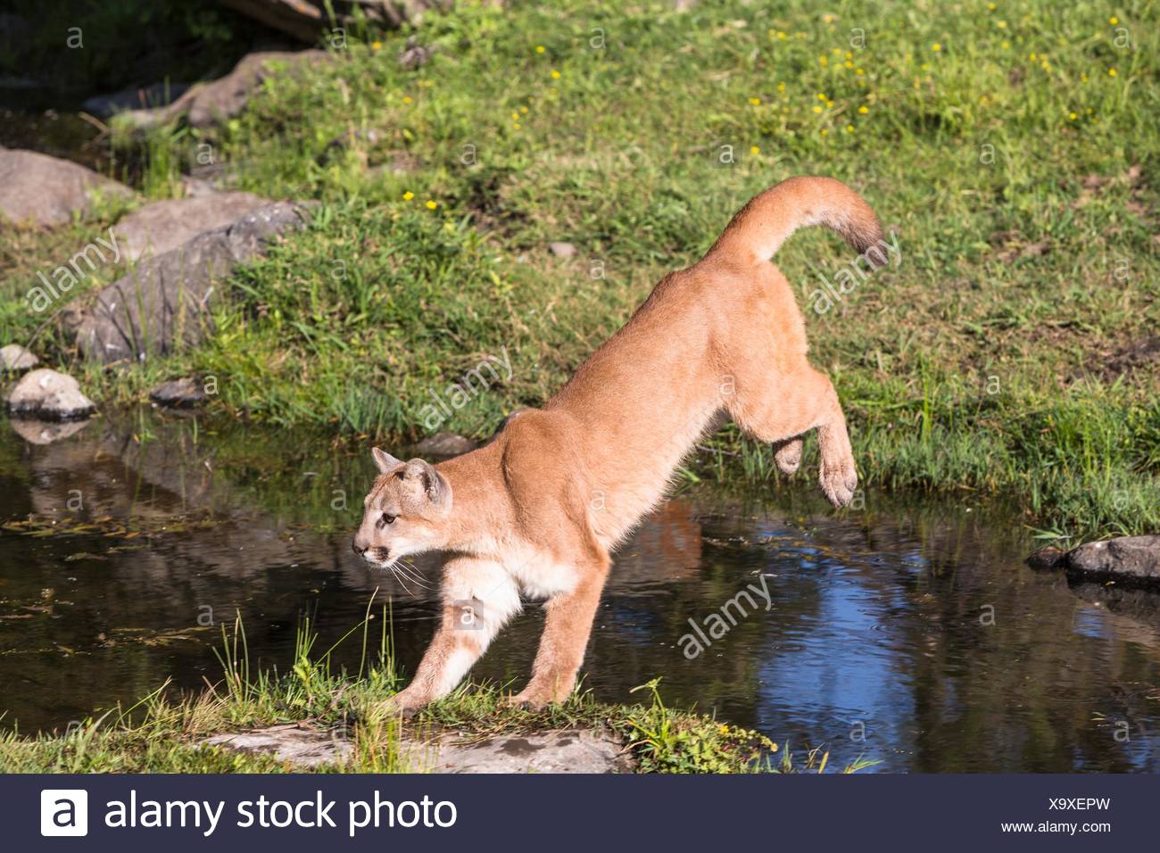 Jumping Of The Lion High Resolution Stock Photography and Images - Alamy