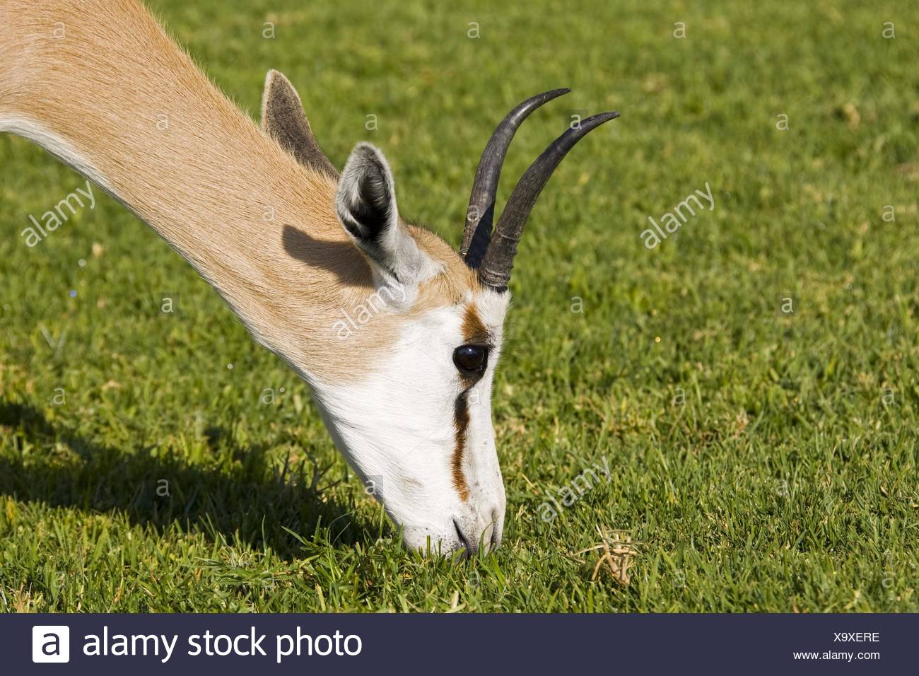 Springbok Head High Resolution Stock Photography and Images - Alamy