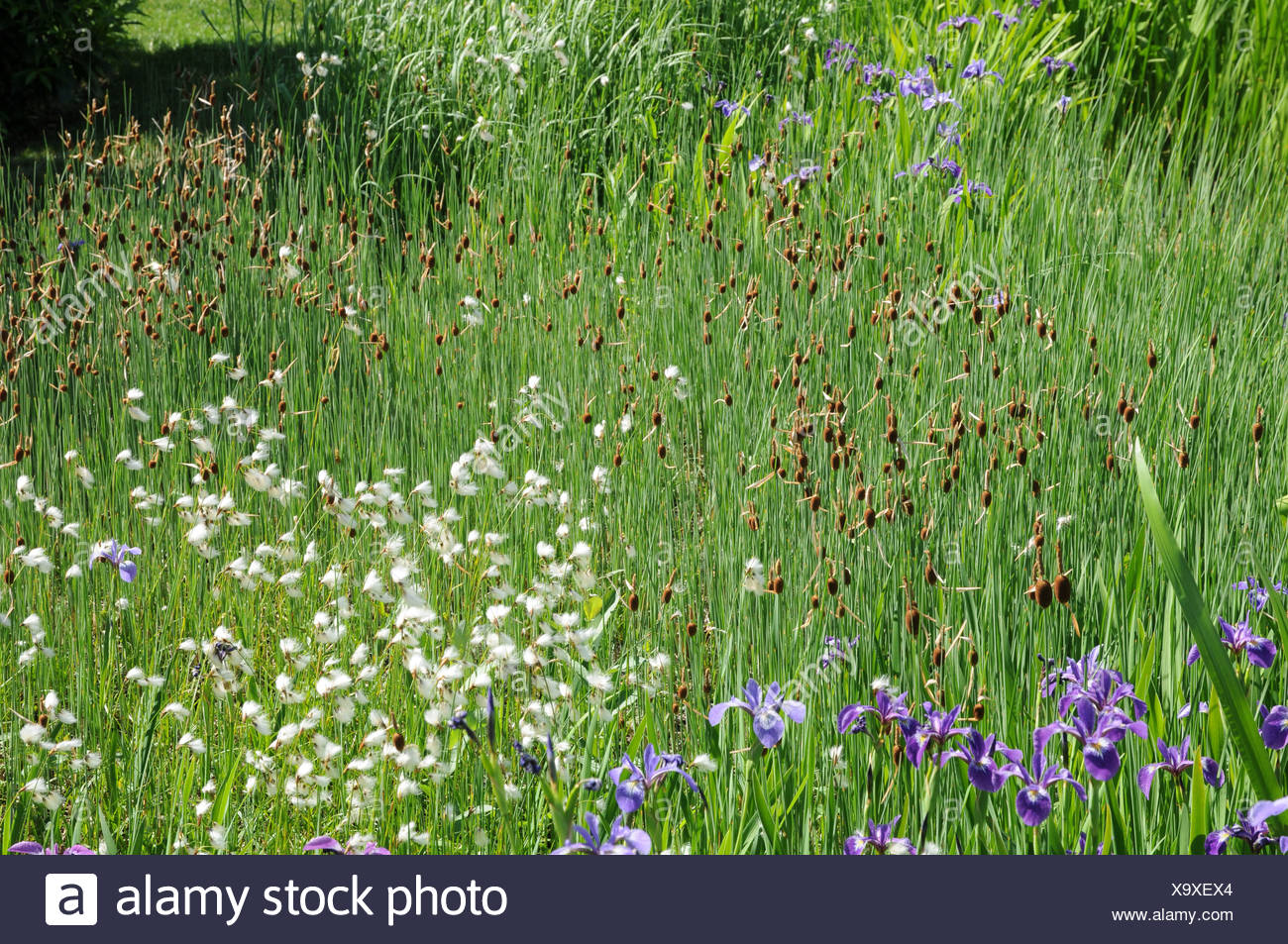 Dwarf Bulrush High Resolution Stock Photography and Images - Alamy