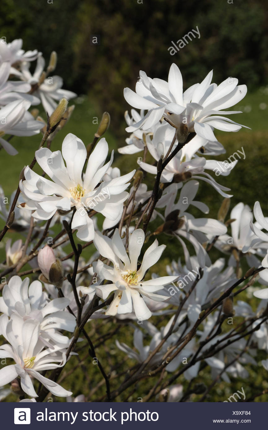 White Magnolia Garden High Resolution Stock Photography and Images - Alamy