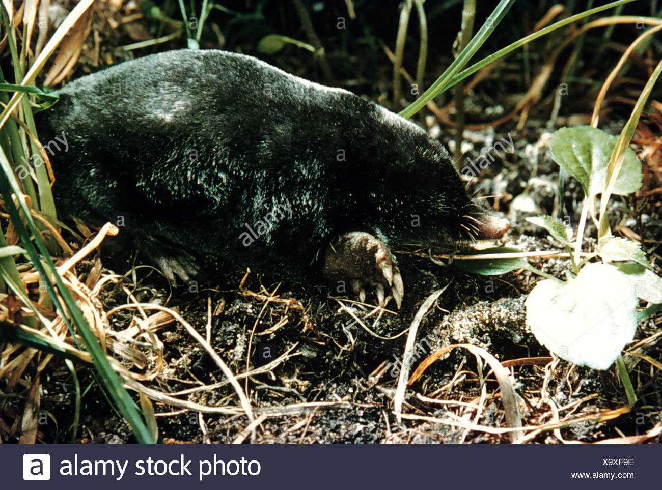 Talpidae High Resolution Stock Photography and Images - Alamy