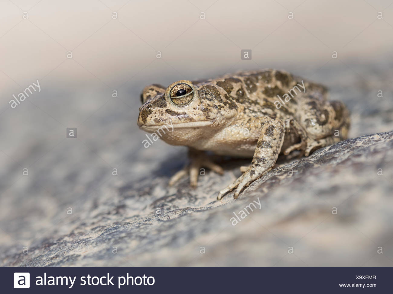 Arabicus High Resolution Stock Photography and Images - Alamy