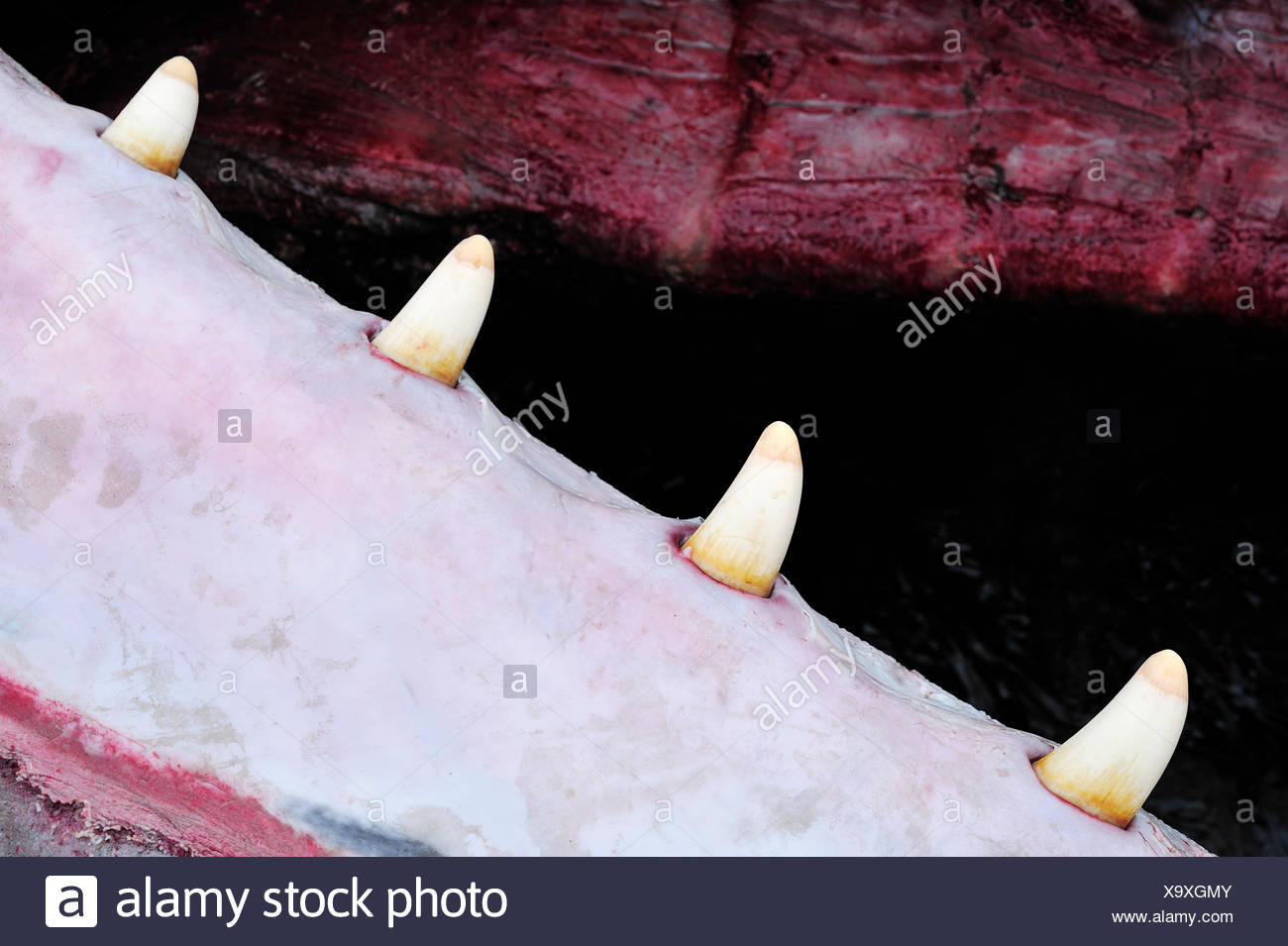 Sperm Whale Teeth High Resolution Stock Photography and Images - Alamy