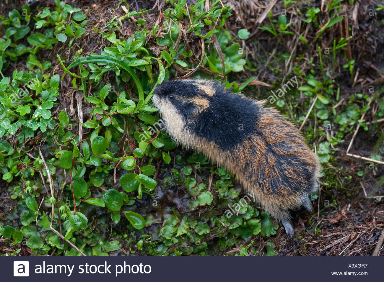 Voles And Lemmings Stock Photos & Voles And Lemmings Stock Images - Alamy