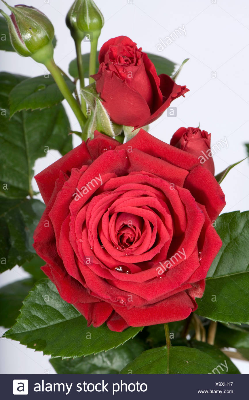 Red Rose In Bloom High Resolution Stock Photography and Images - Alamy