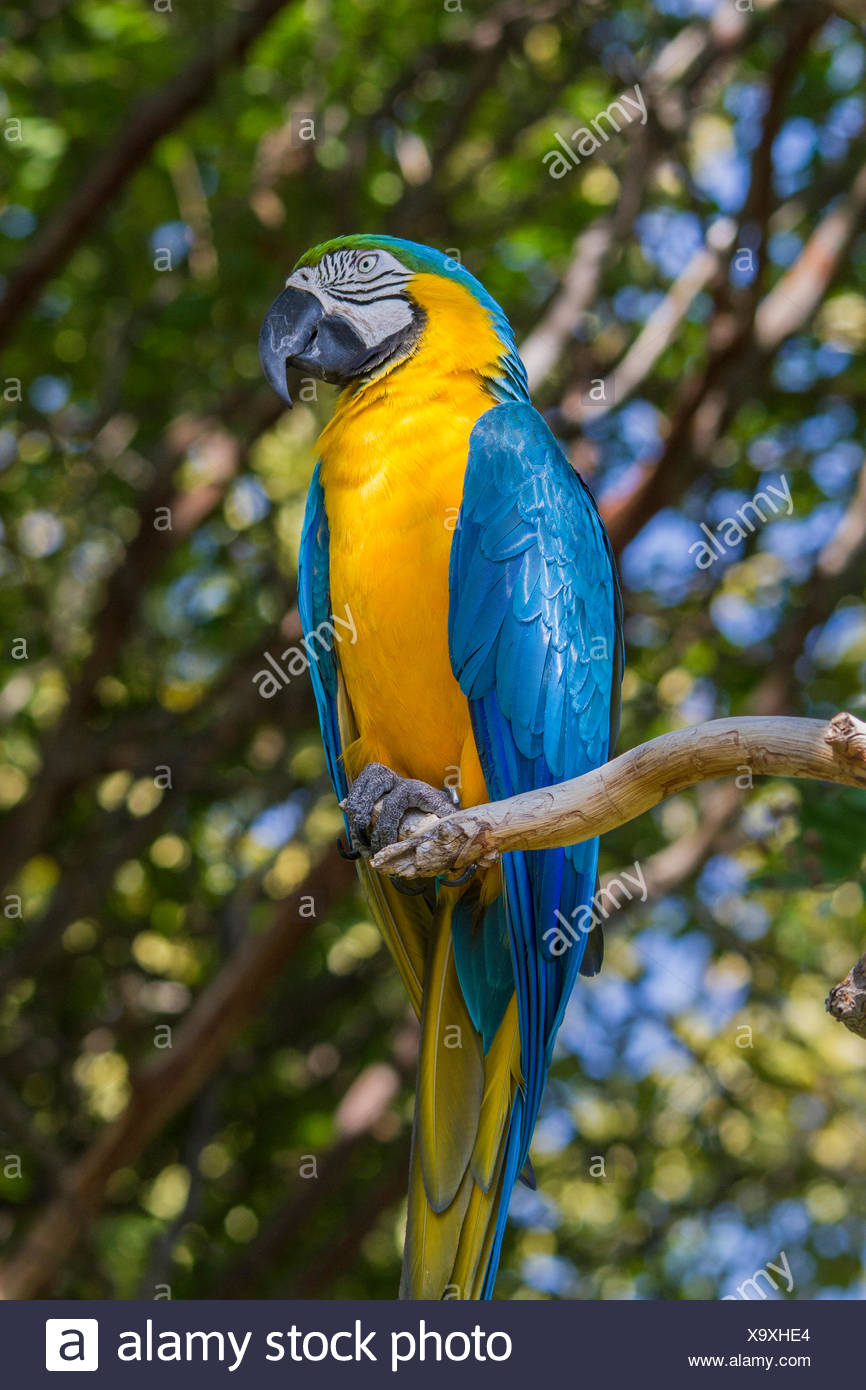 Central Ame Stock Photos & Central Ame Stock Images - Alamy