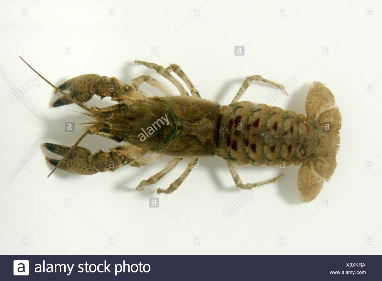North American Crayfish High Resolution Stock Photography and Images ...