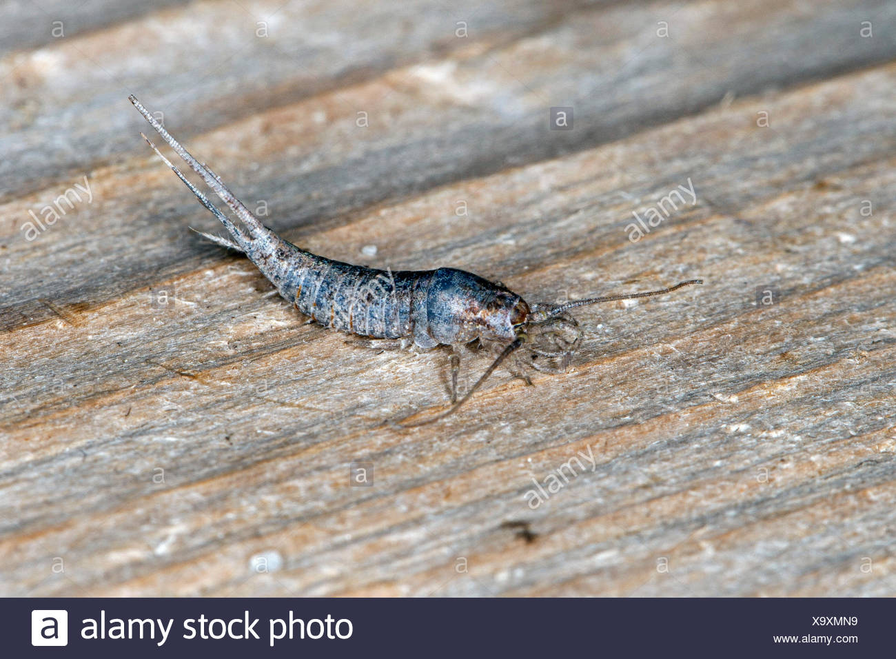 Machilidae High Resolution Stock Photography and Images - Alamy