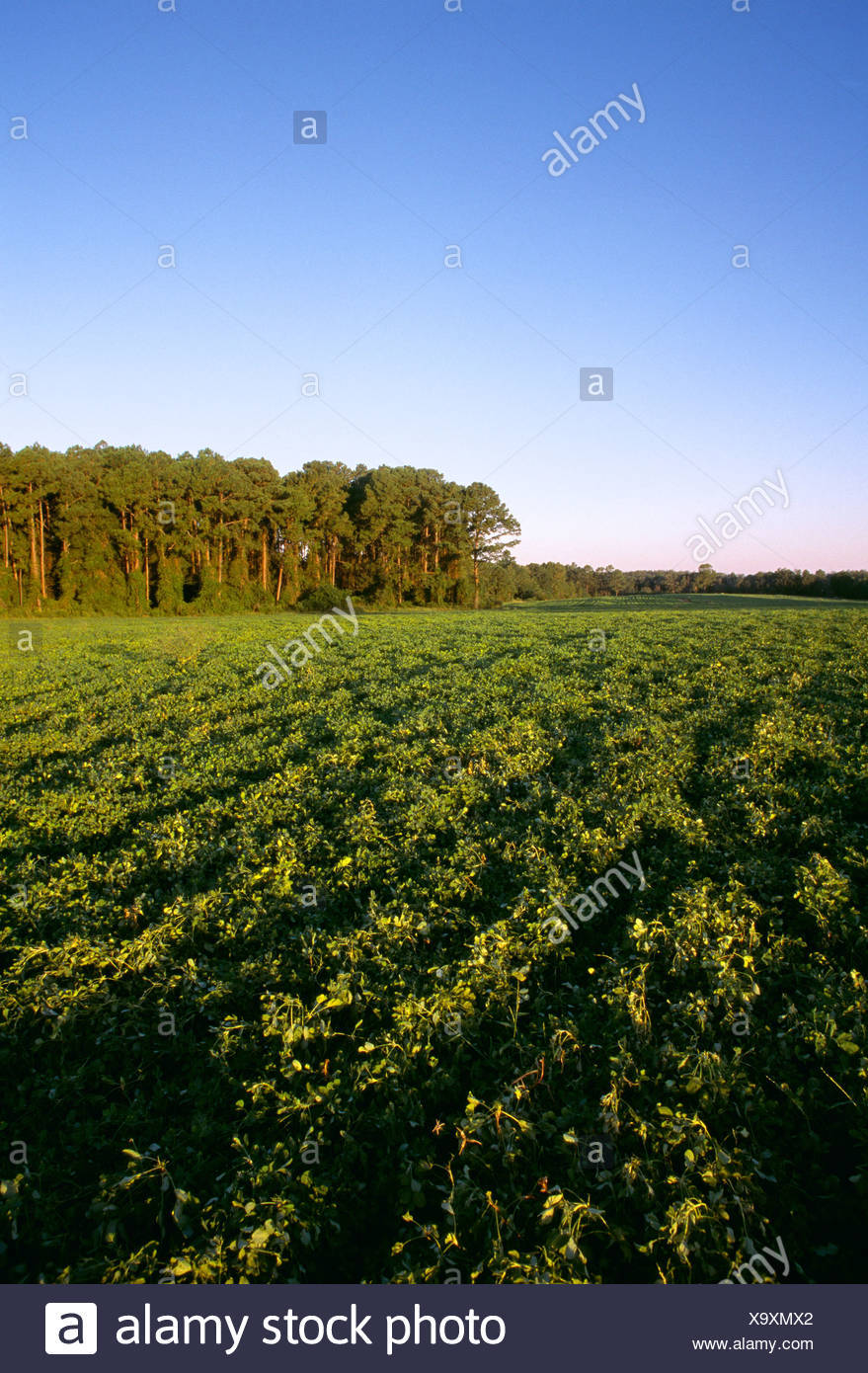Georgia Peanut Farm High Resolution Stock Photography and Images - Alamy