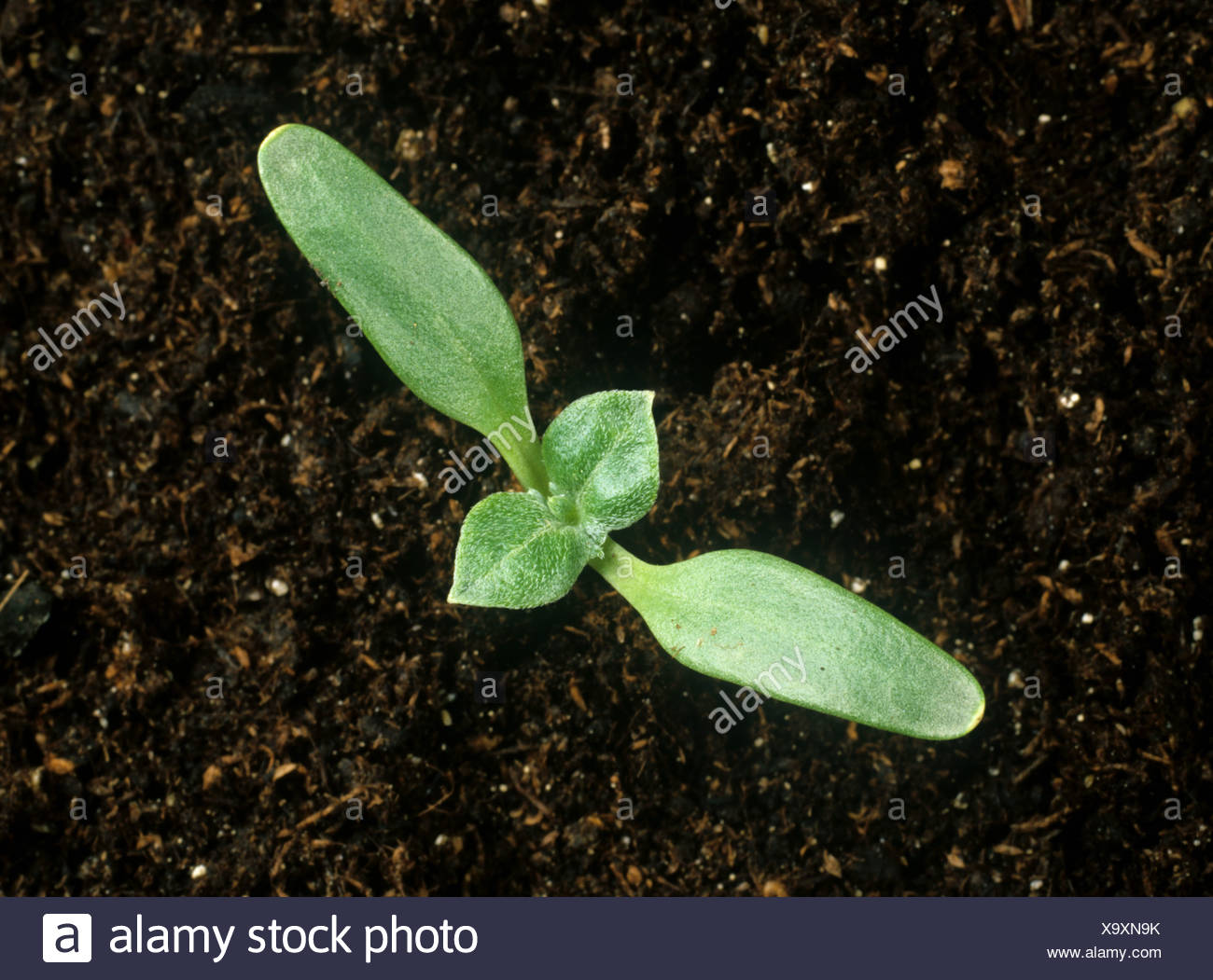 Seedling Cotyledons First True Leaves High Resolution Stock Photography ...