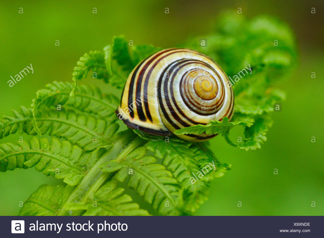 Brown Lipped Banded Snails Nemoralis High Resolution Stock Photography ...