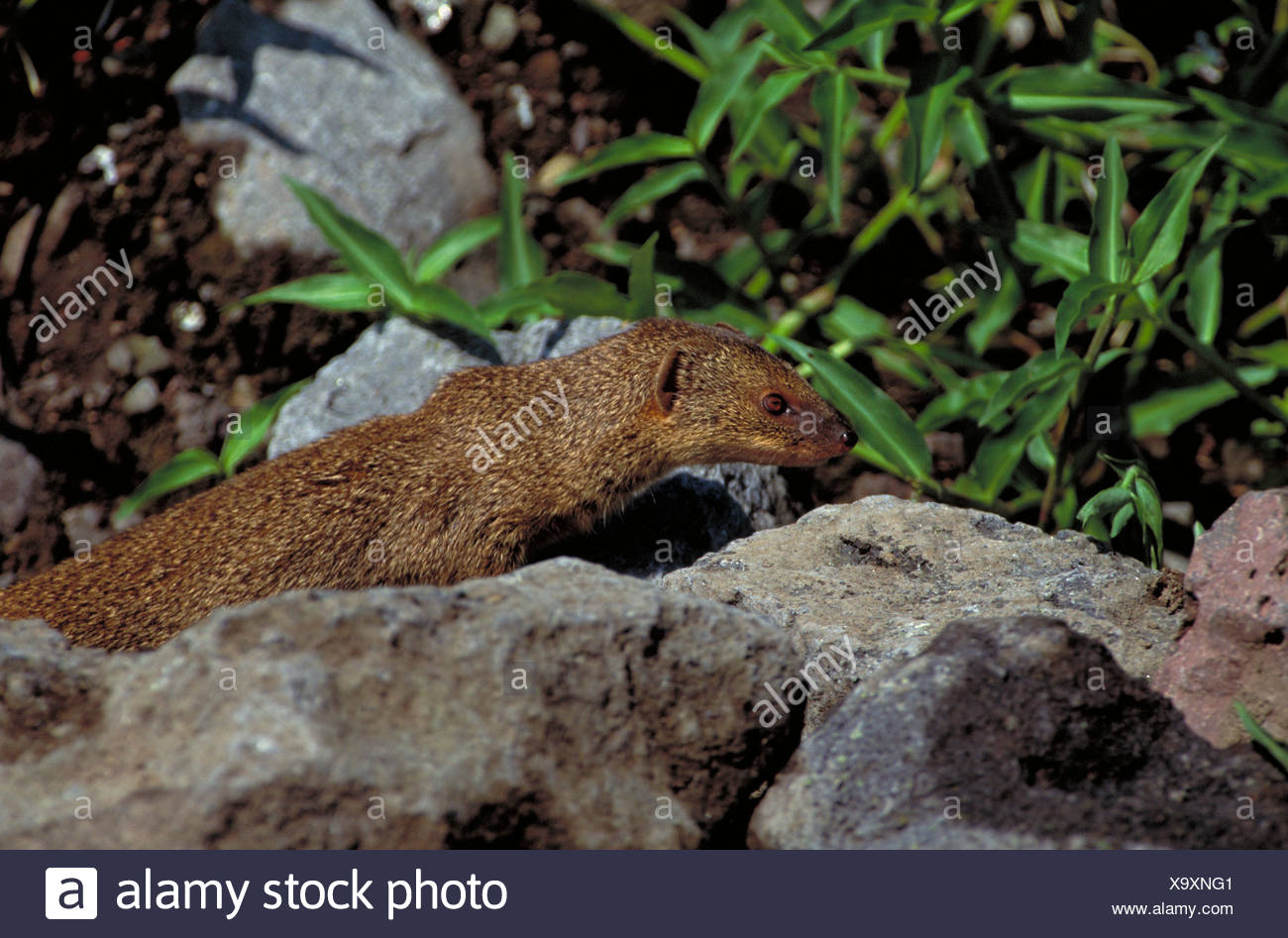 Mongoose Hawaii Stock Photos & Mongoose Hawaii Stock Images - Alamy