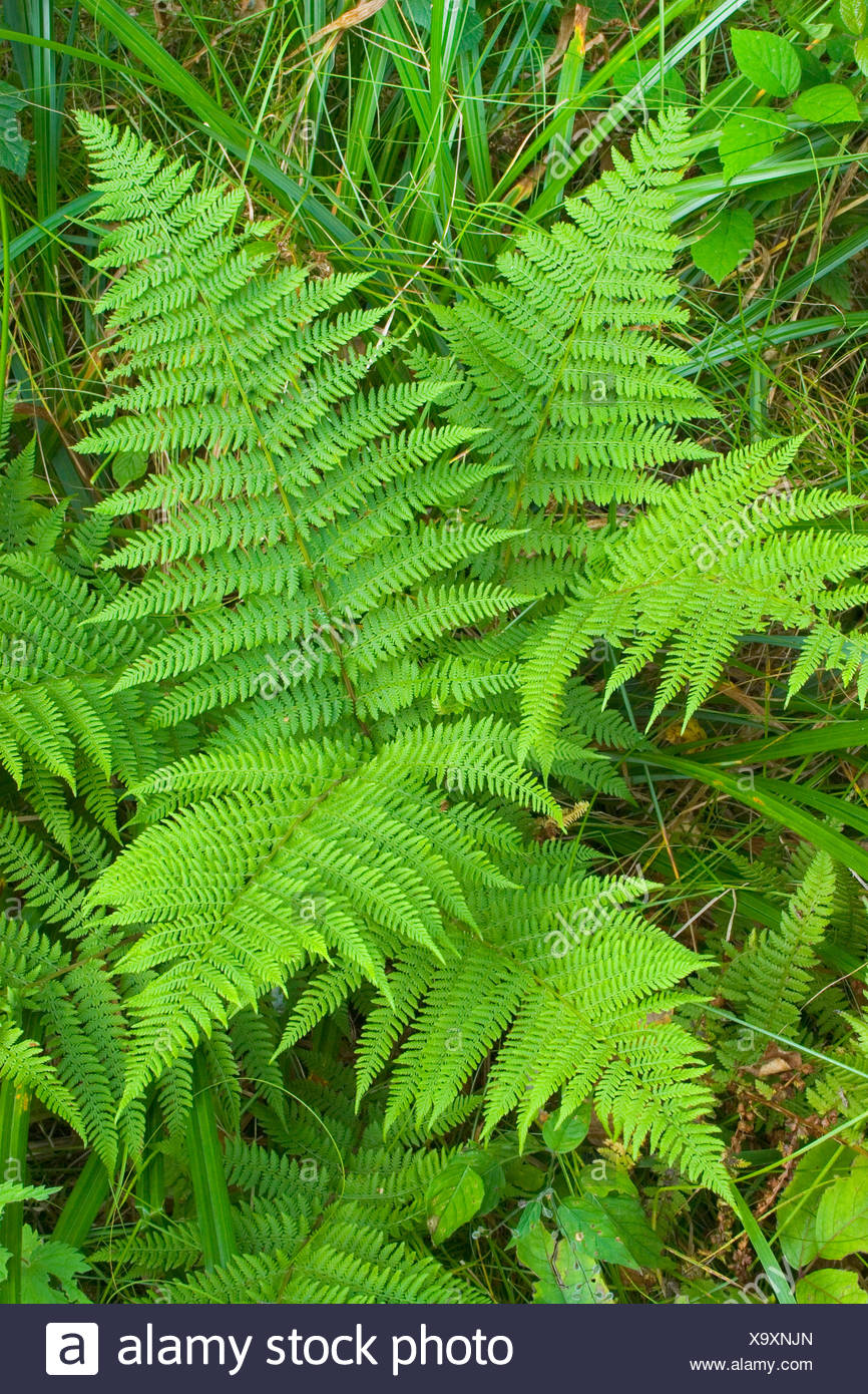 Native Lady Fern High Resolution Stock Photography and Images - Alamy