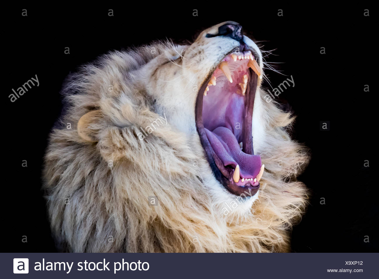Close Up Lion Roaring High Resolution Stock Photography and Images - Alamy