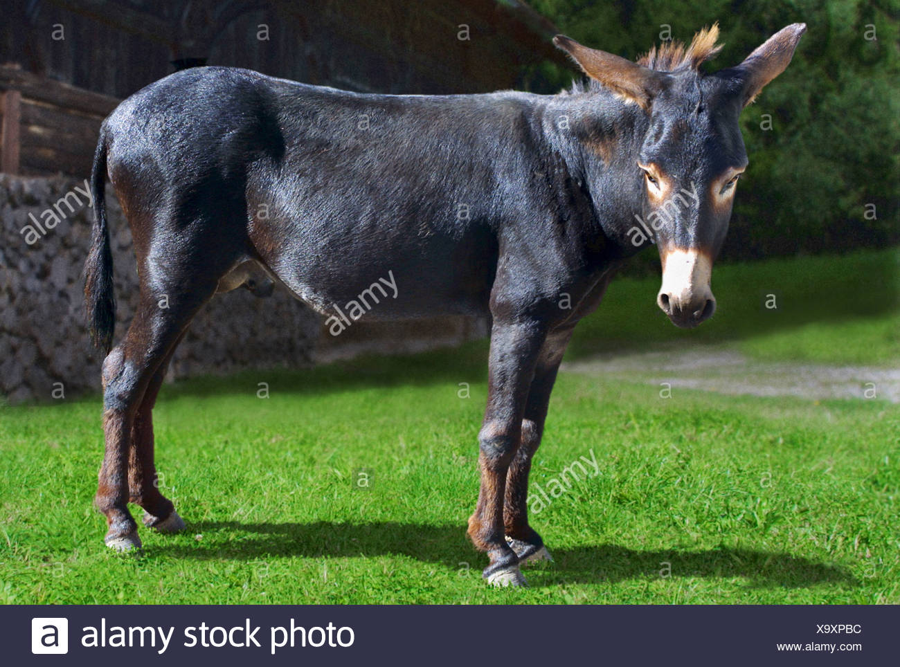 Hinny High Resolution Stock Photography and Images - Alamy