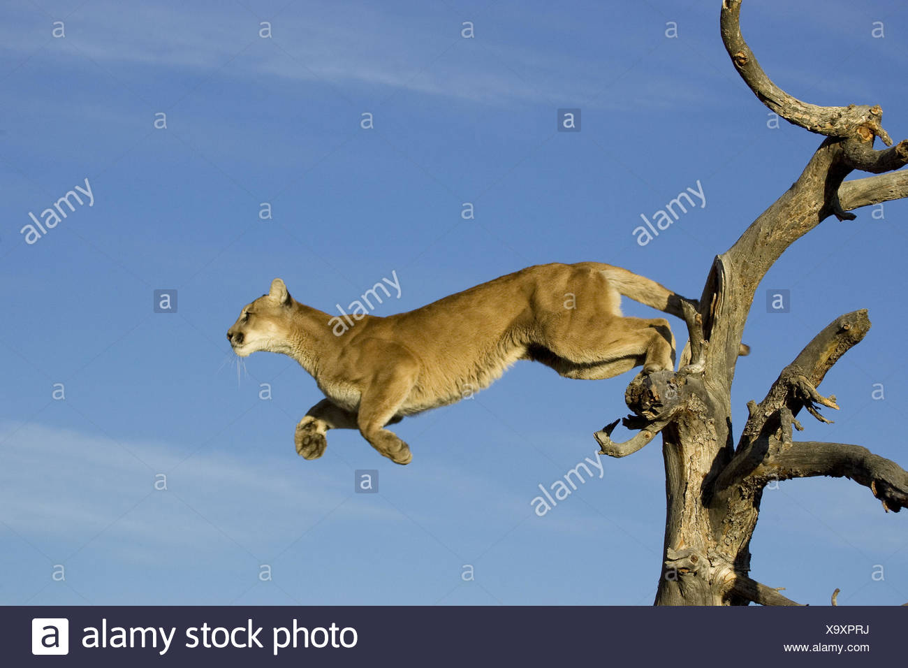 Pouncing Lion Stock Photos & Pouncing Lion Stock Images - Alamy