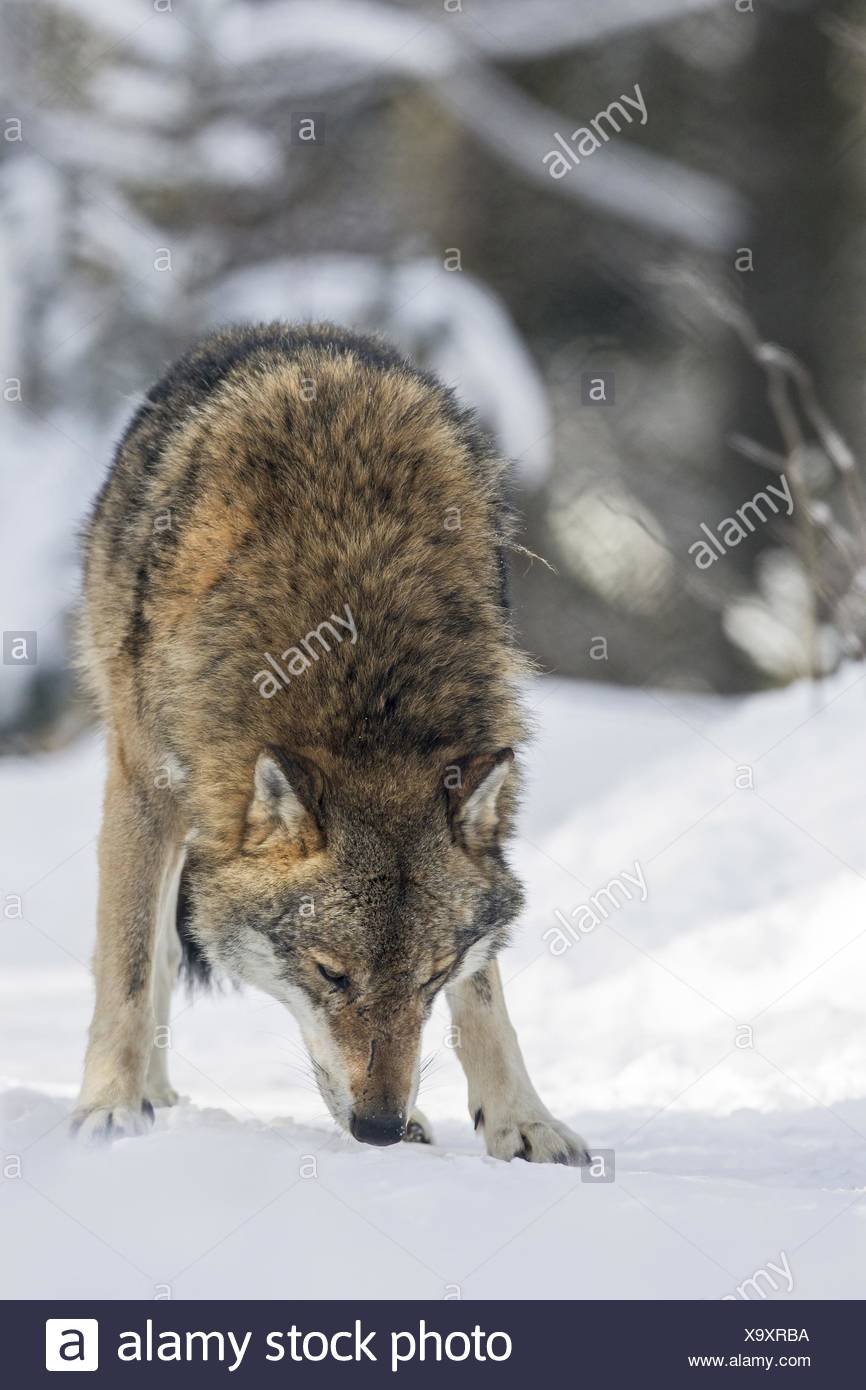 Wolf Sniffing Stock Photos & Wolf Sniffing Stock Images - Alamy